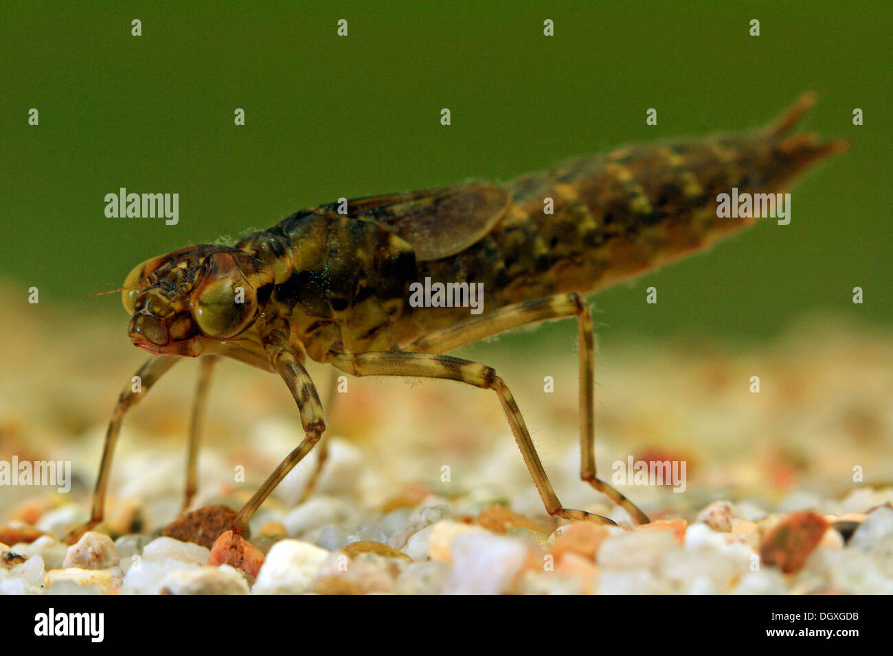 Larves de libellules Banque de photographies et d’images à haute ...