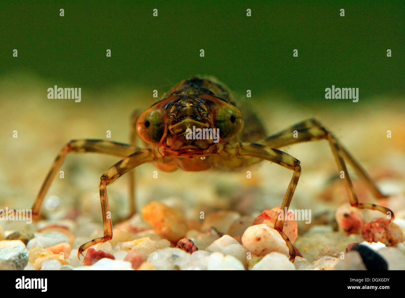 Larve de libellule Banque de photographies et d’images à haute ...