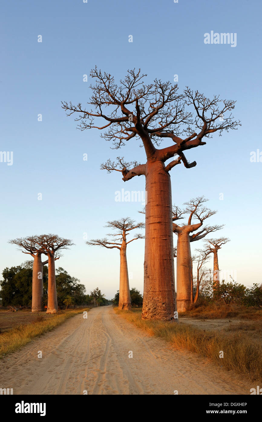Baobab-Alley, Baobab de Grandidier (Adansonia grandidieri), dans la ...