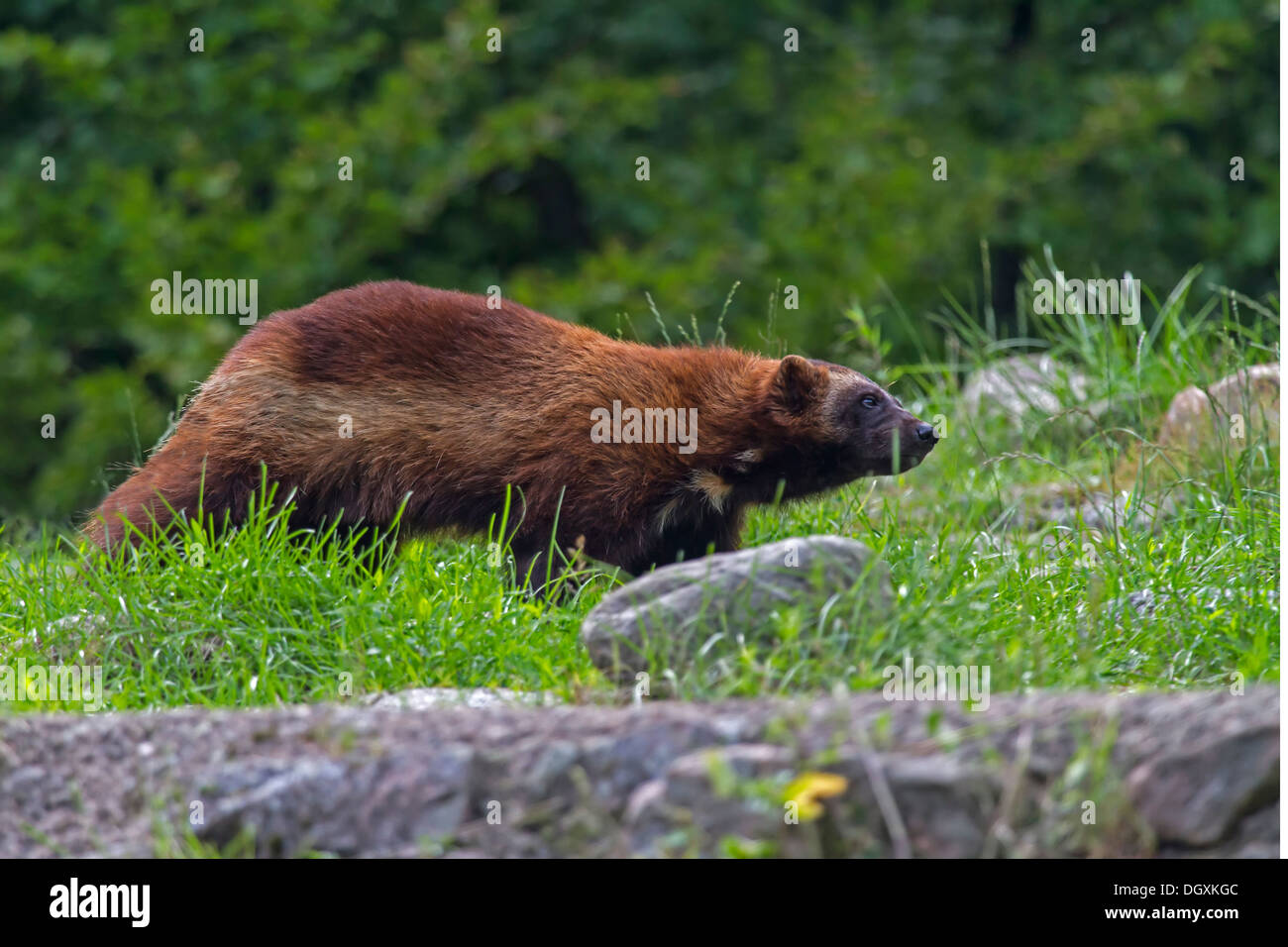 Glouton wolverine gulo gulo animal Banque de photographies et d’images ...