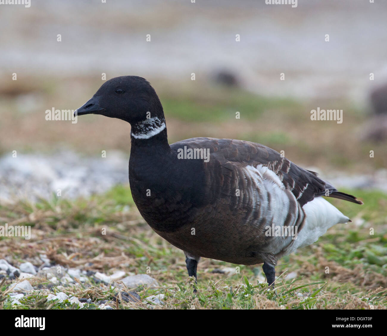 Bernache cravant du pacifique Banque de photographies et d’images à ...