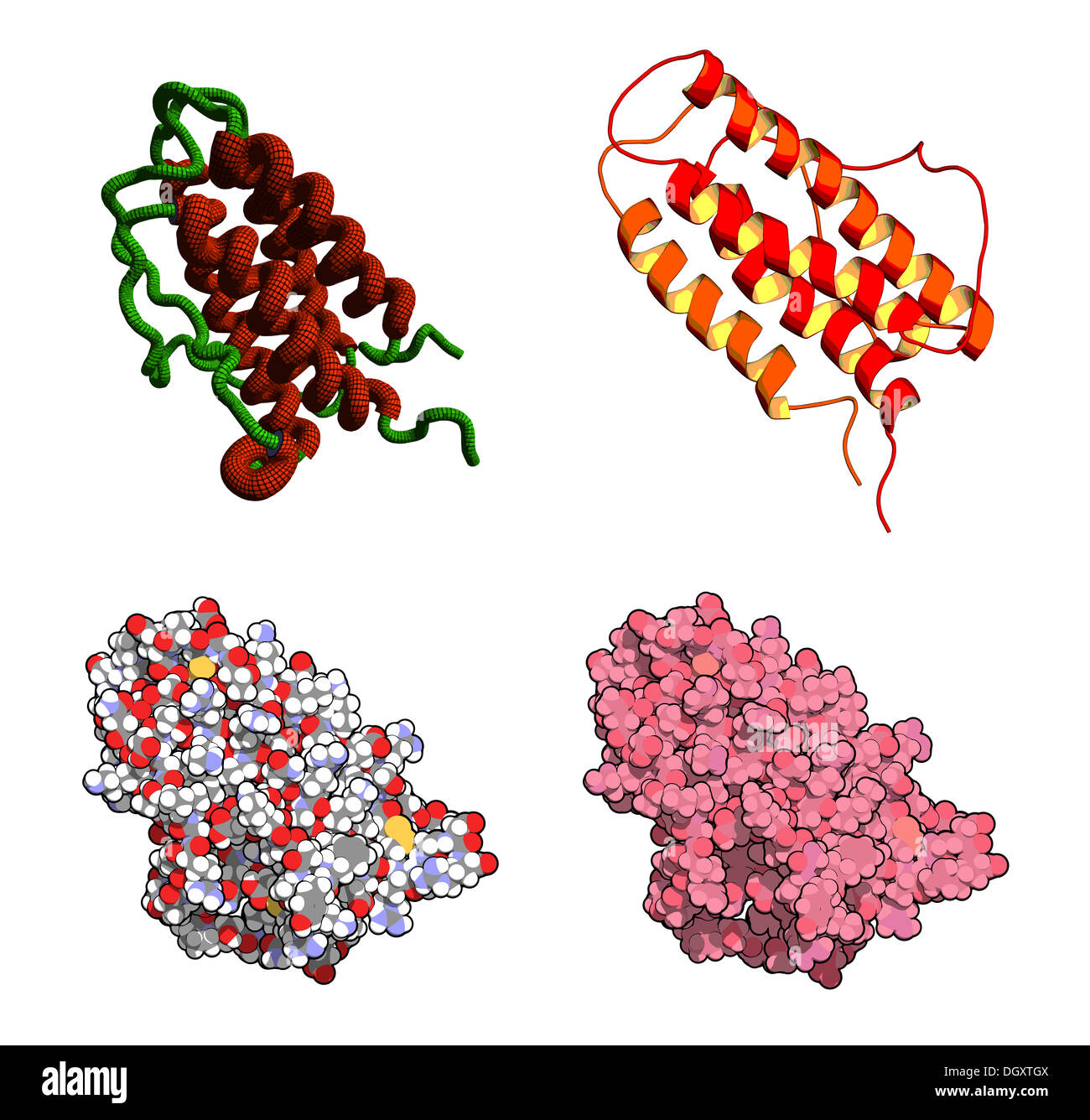 L'érythropoïétine (EPO), l'époétine hormone de protéine. Stimule la ...
