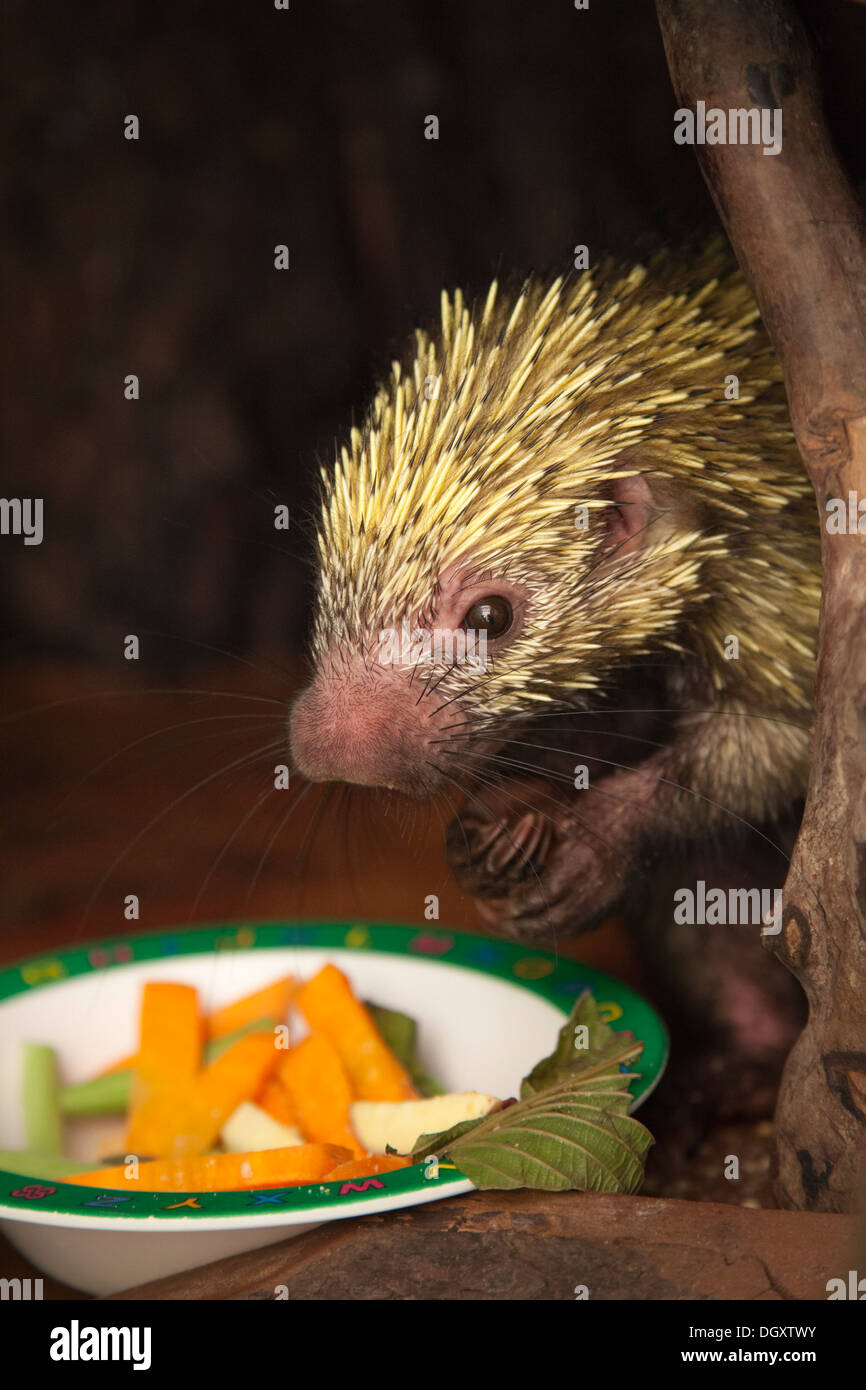 Coendou mexicanus Banque de photographies et d’images à haute ...