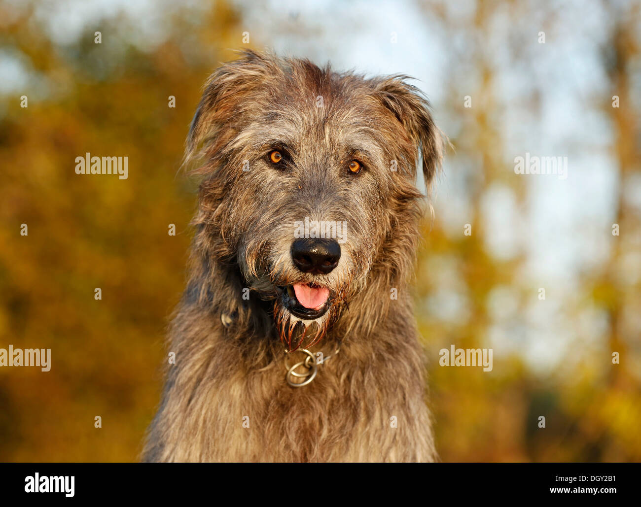 The irish wolfhound Banque d'image et photos - Alamy