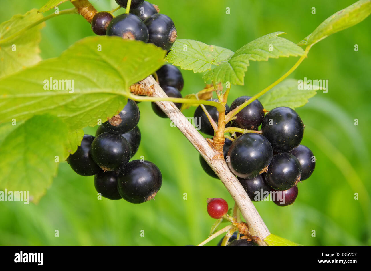 Cassis noir Banque de photographies et d’images à haute résolution - Alamy