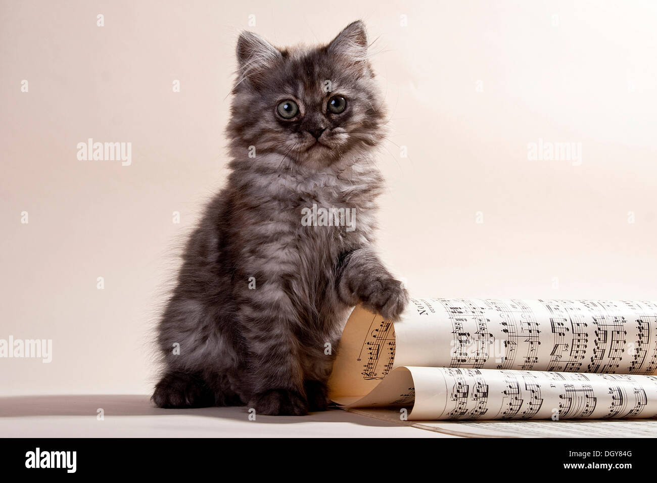 Setting of entire body Banque de photographies et d’images à haute ...