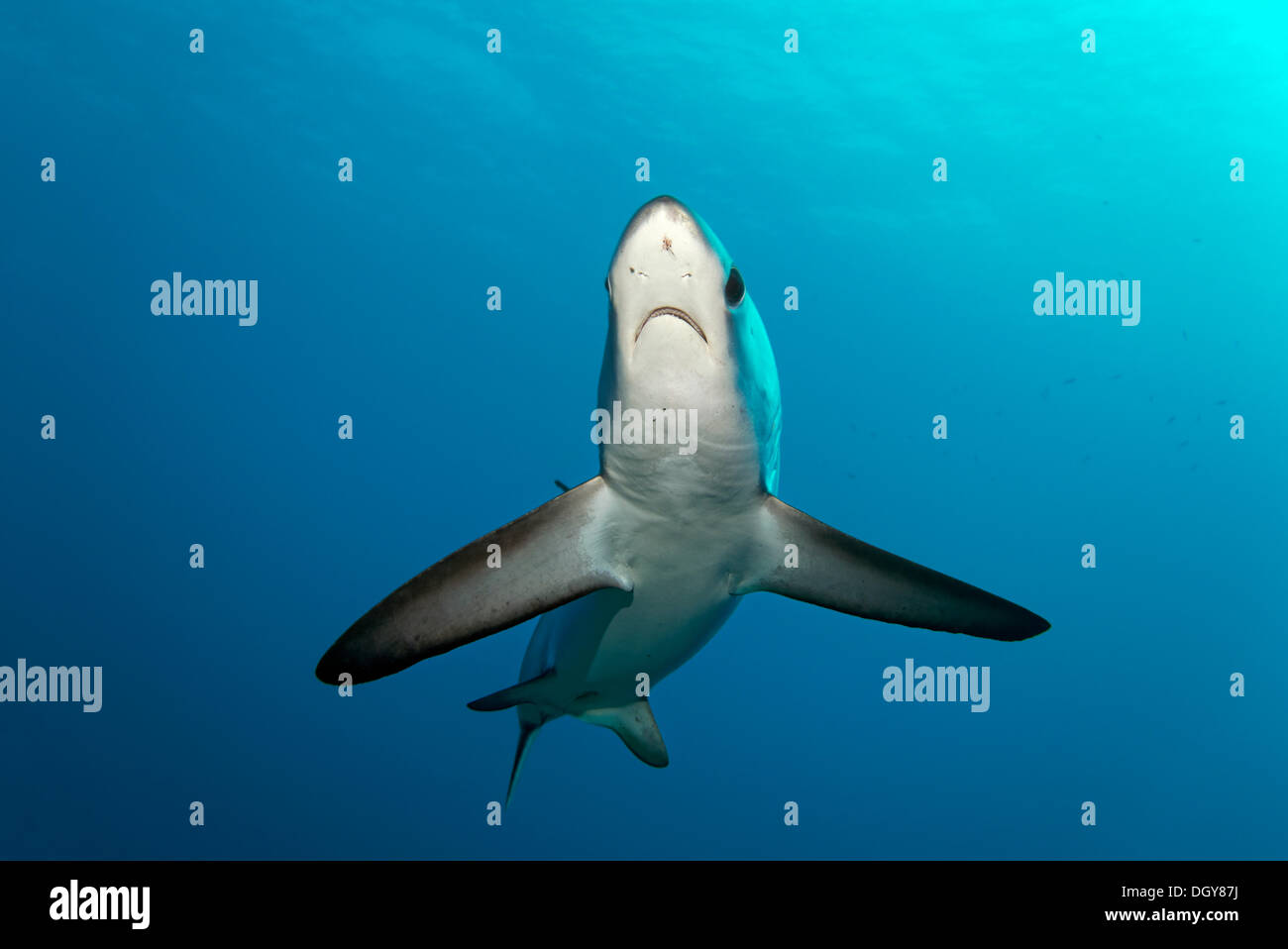 Requins renards Banque de photographies et d’images à haute résolution ...