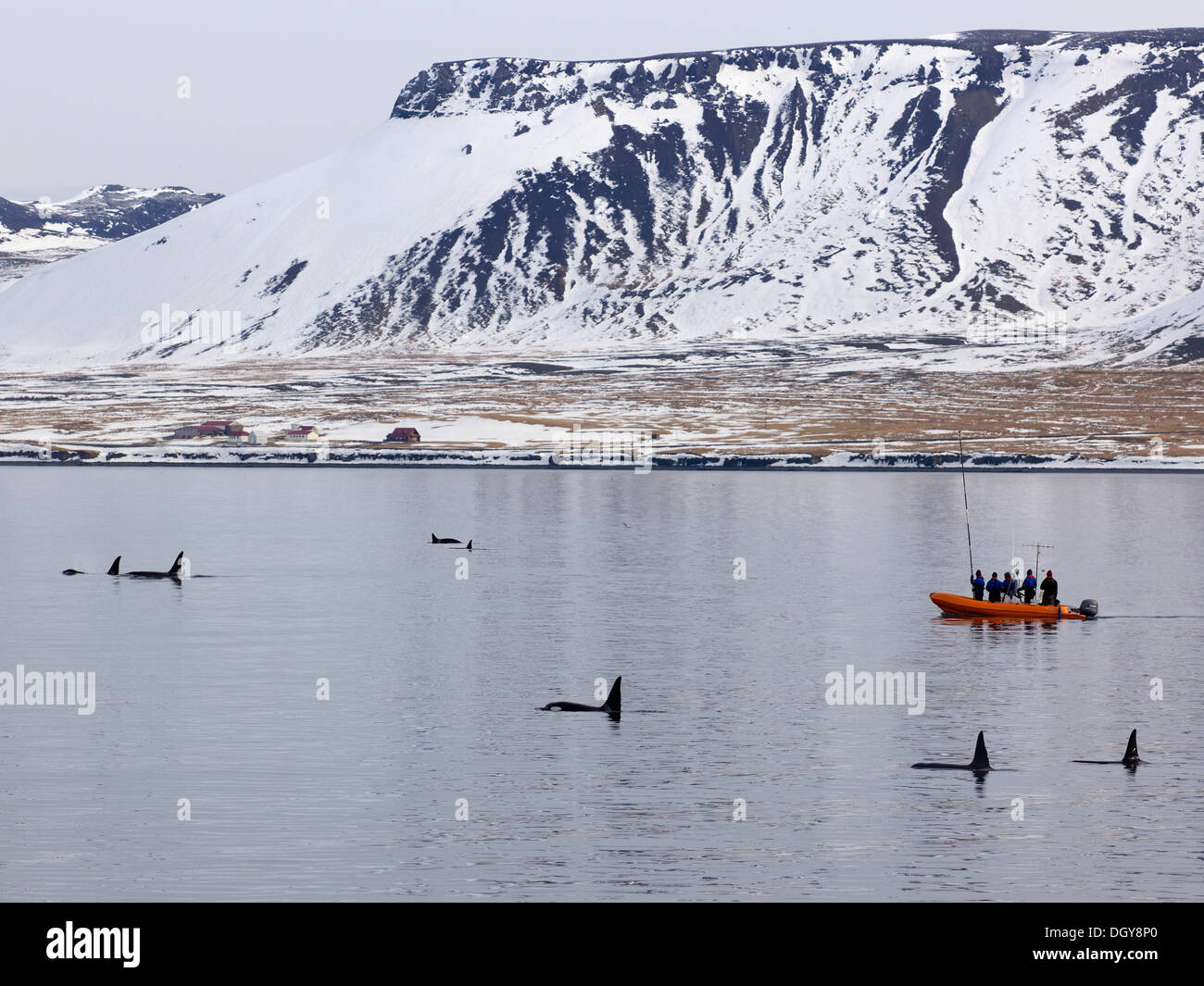 Orque antarctique Banque de photographies et d’images à haute ...