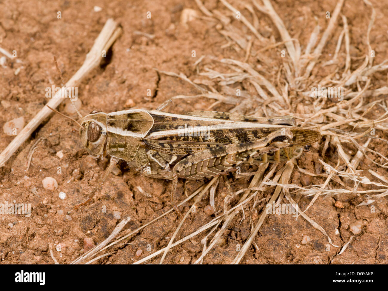 Red-winged Grasshopper, Oedipoda germanica - clignote en rouge en vol ...