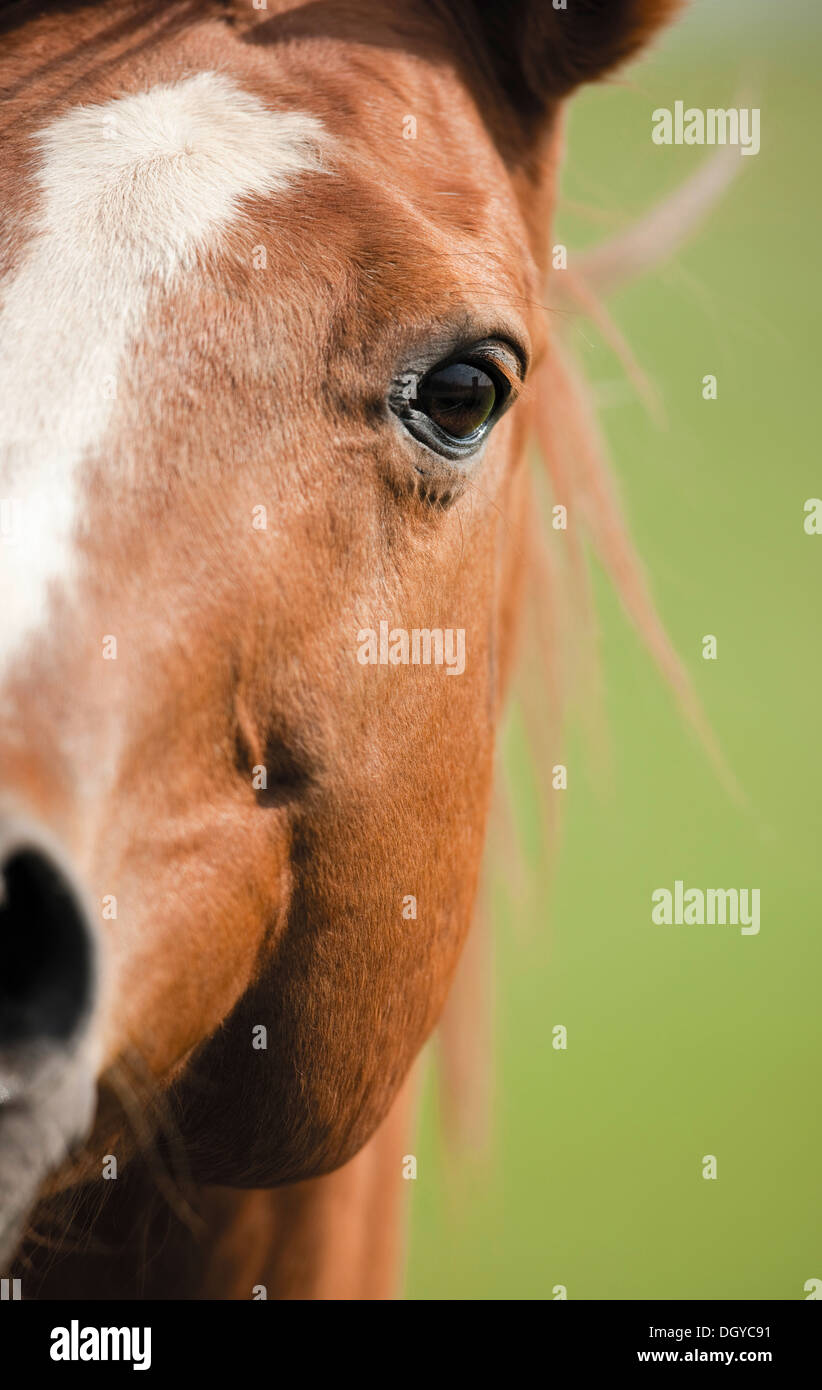 American quarter horse chestnut mare Banque de photographies et d ...