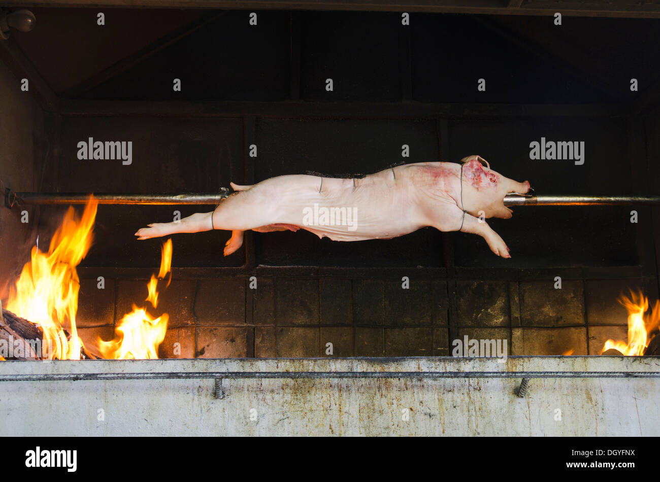 Un cochon de lait est rôti sur un feu ouvert, Veli Losinj, Losinj ...