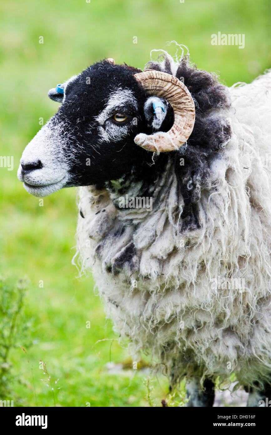 Blackface sheep Banque de photographies et d’images à haute résolution ...