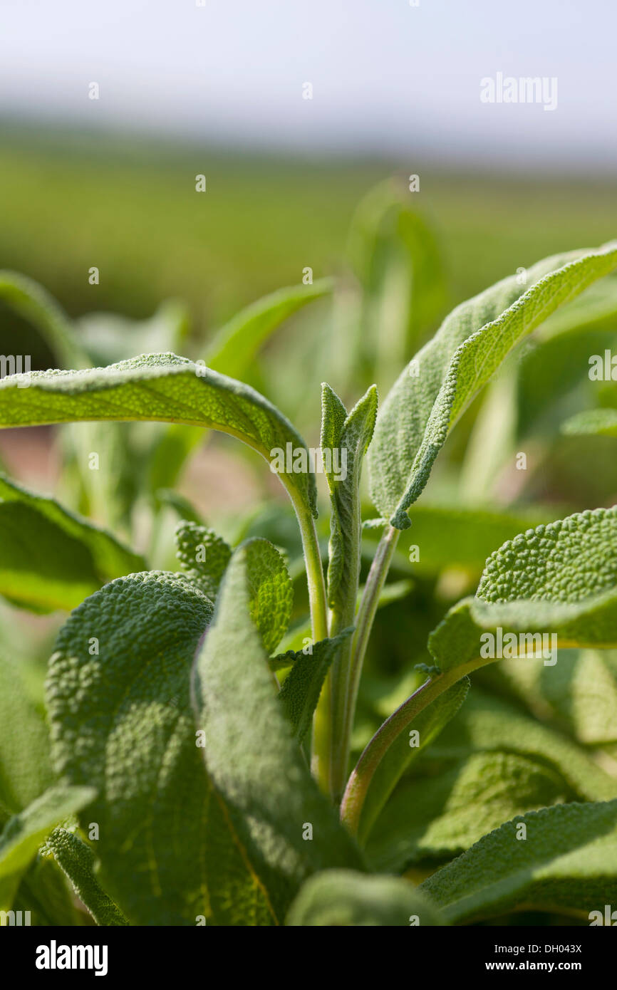 Salvia officinalis Banque de photographies et d’images à haute ...