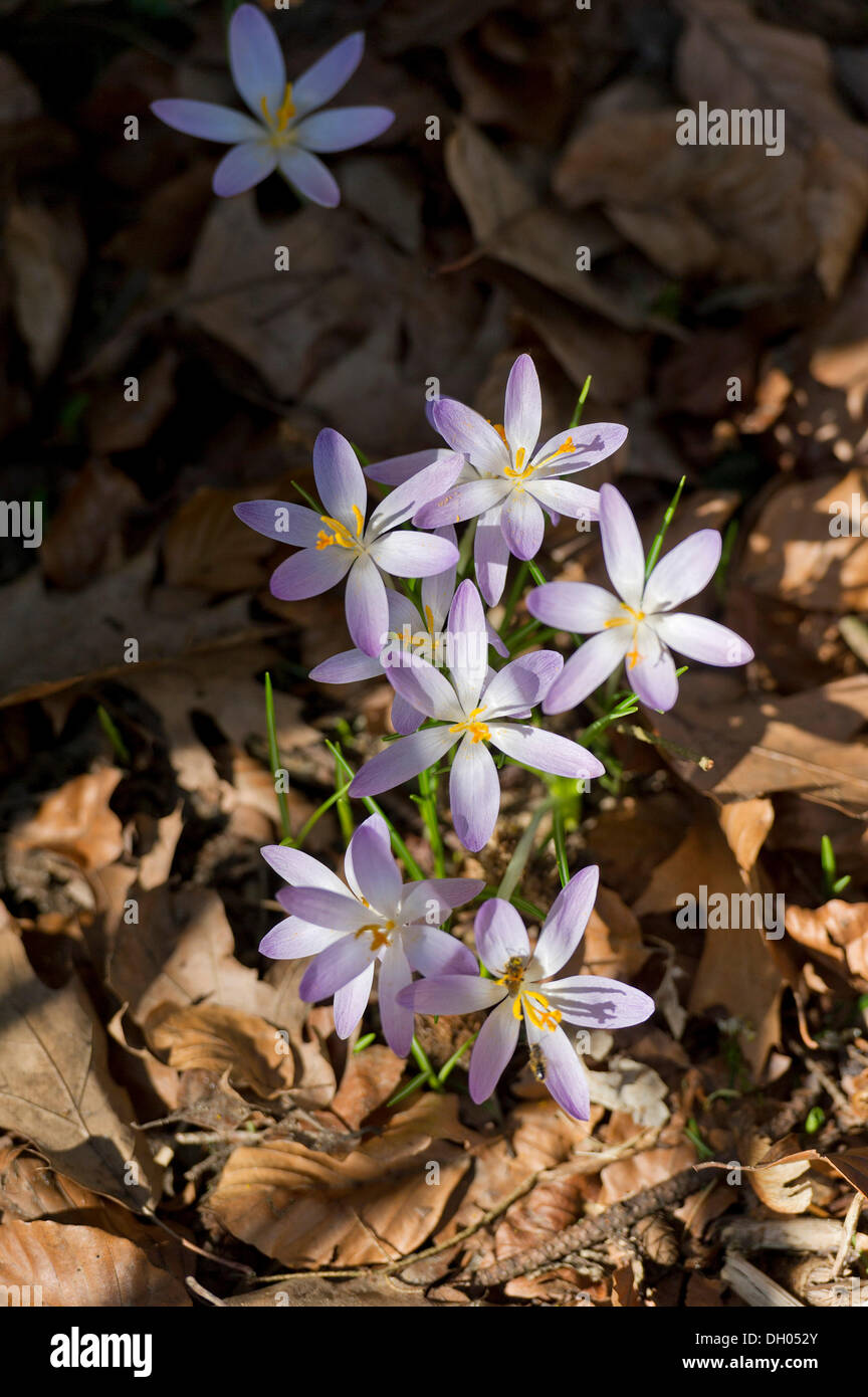 Growing crocus Banque de photographies et d’images à haute résolution ...