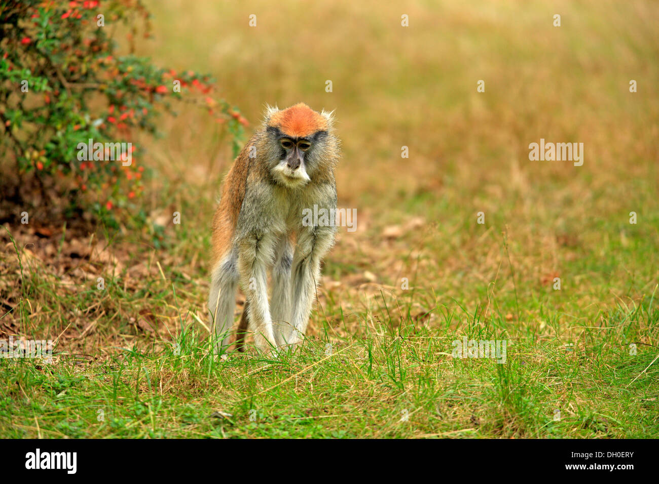 Wadi monkey Banque de photographies et d’images à haute résolution - Alamy