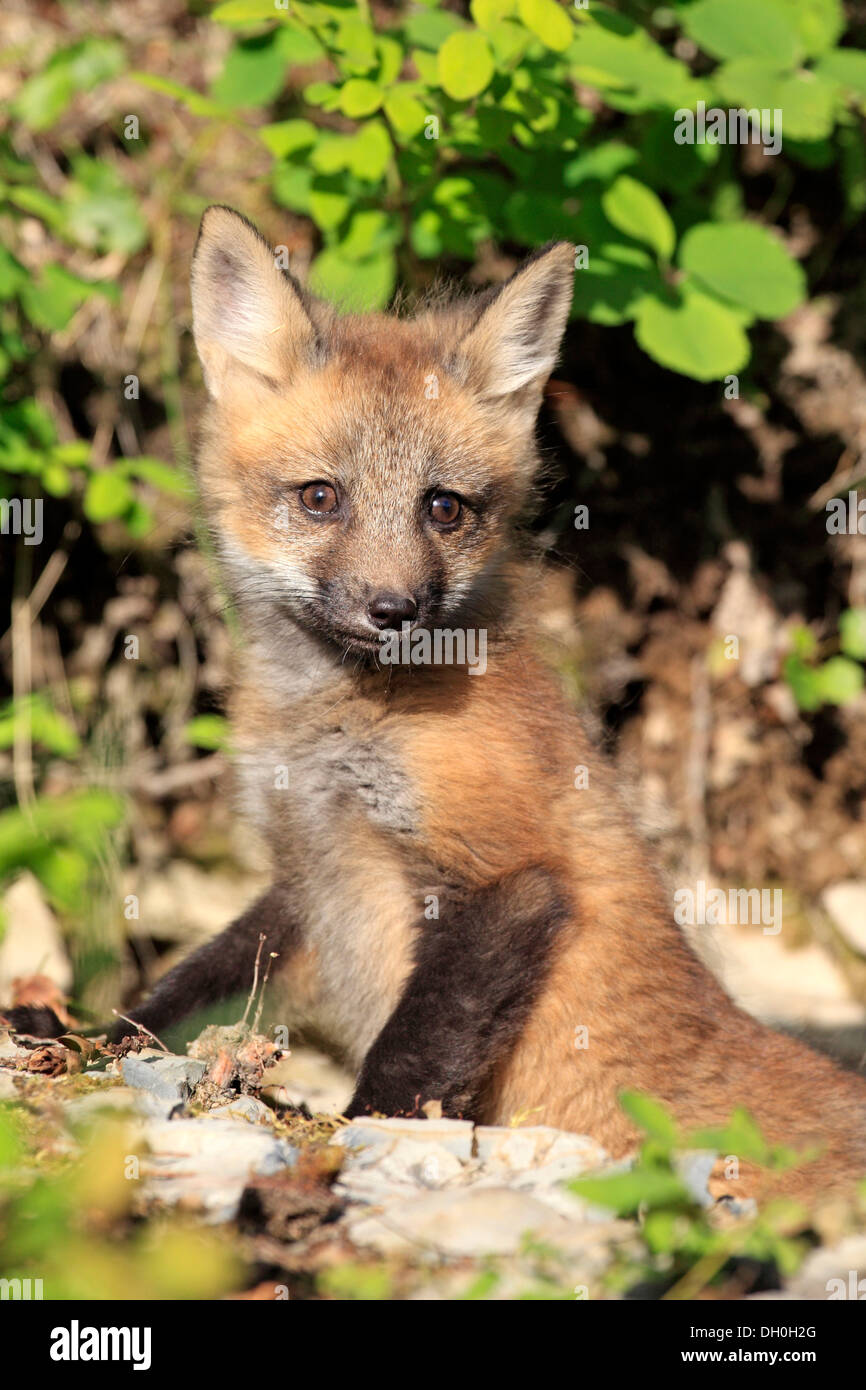 Vieux Renard Banque d'image et photos - Alamy
