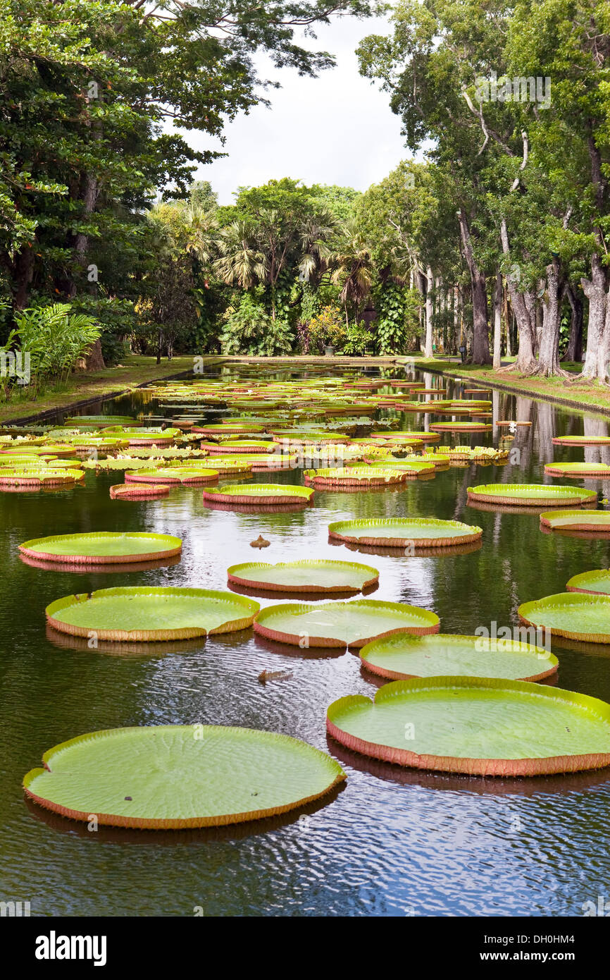 Victoria amazonica Banque de photographies et d’images à haute ...