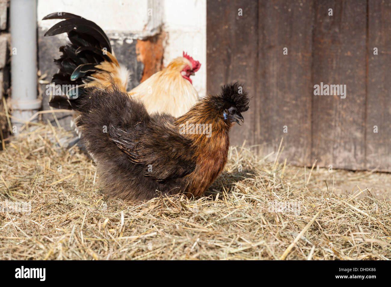 Poule soyeuse Banque de photographies et d’images à haute résolution ...