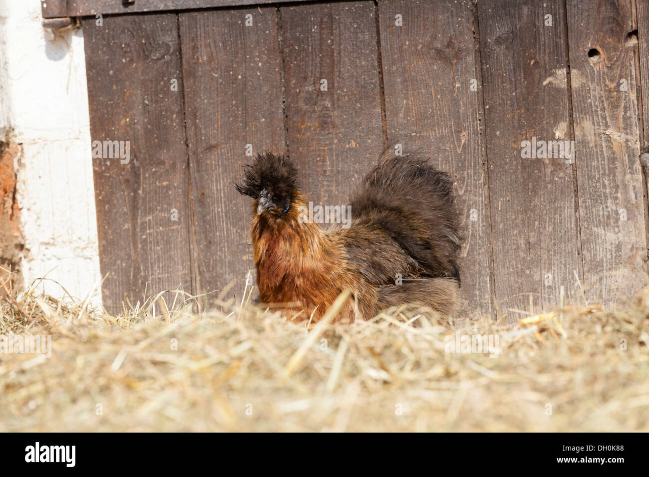 Poule soyeuse Banque de photographies et d’images à haute résolution ...
