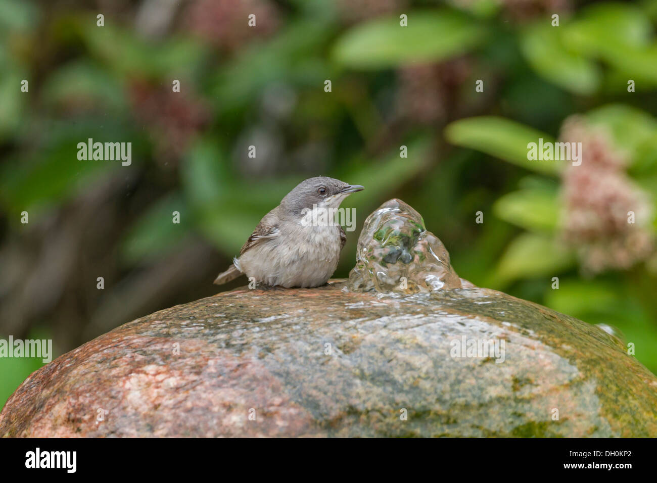 Sylvia curruca curruca Banque de photographies et d’images à haute résolution - Alamy