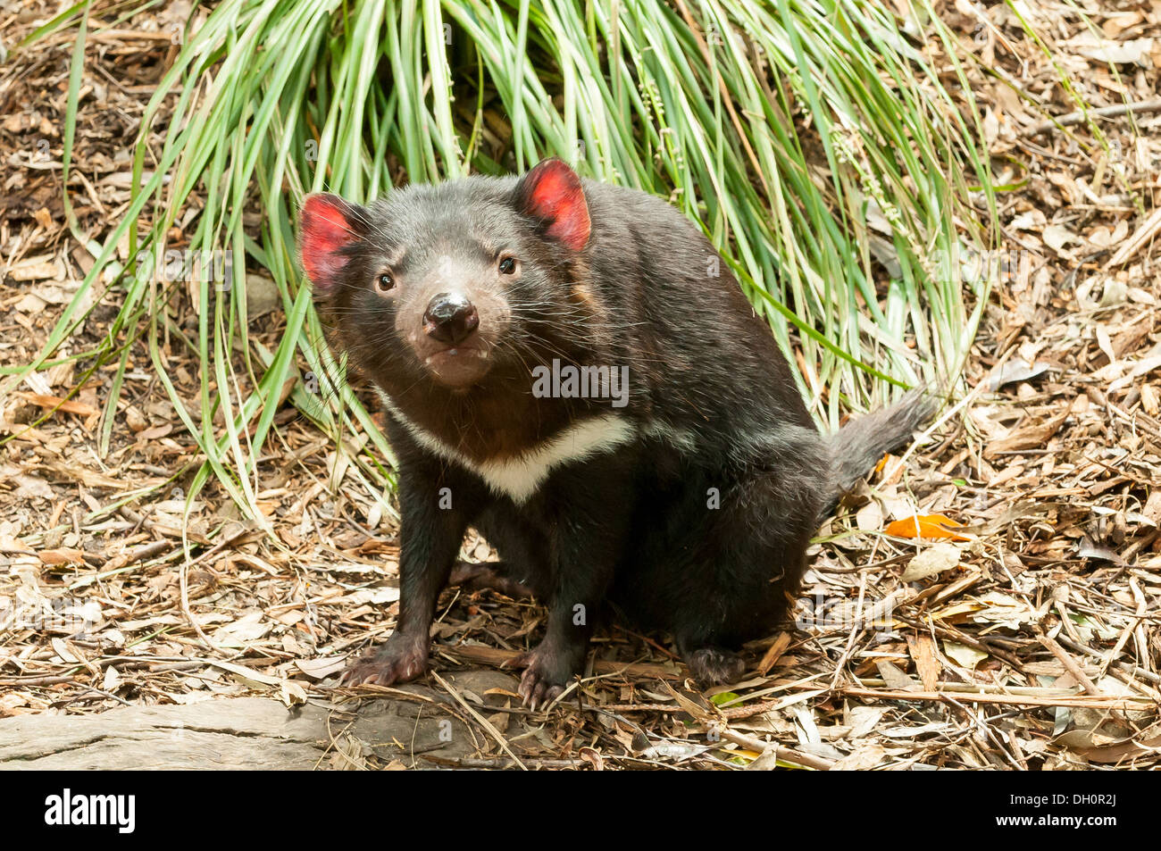 Diable de tasmanie Banque de photographies et d’images à haute ...