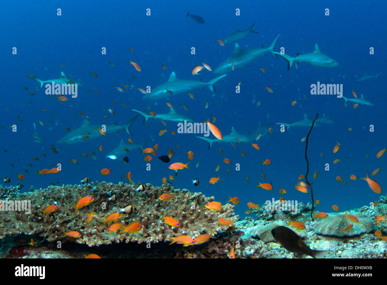 Carcharhinus sp Banque de photographies et d’images à haute résolution ...