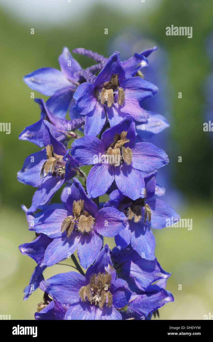 Delphinium delphinium chinois Banque de photographies et d’images à ...