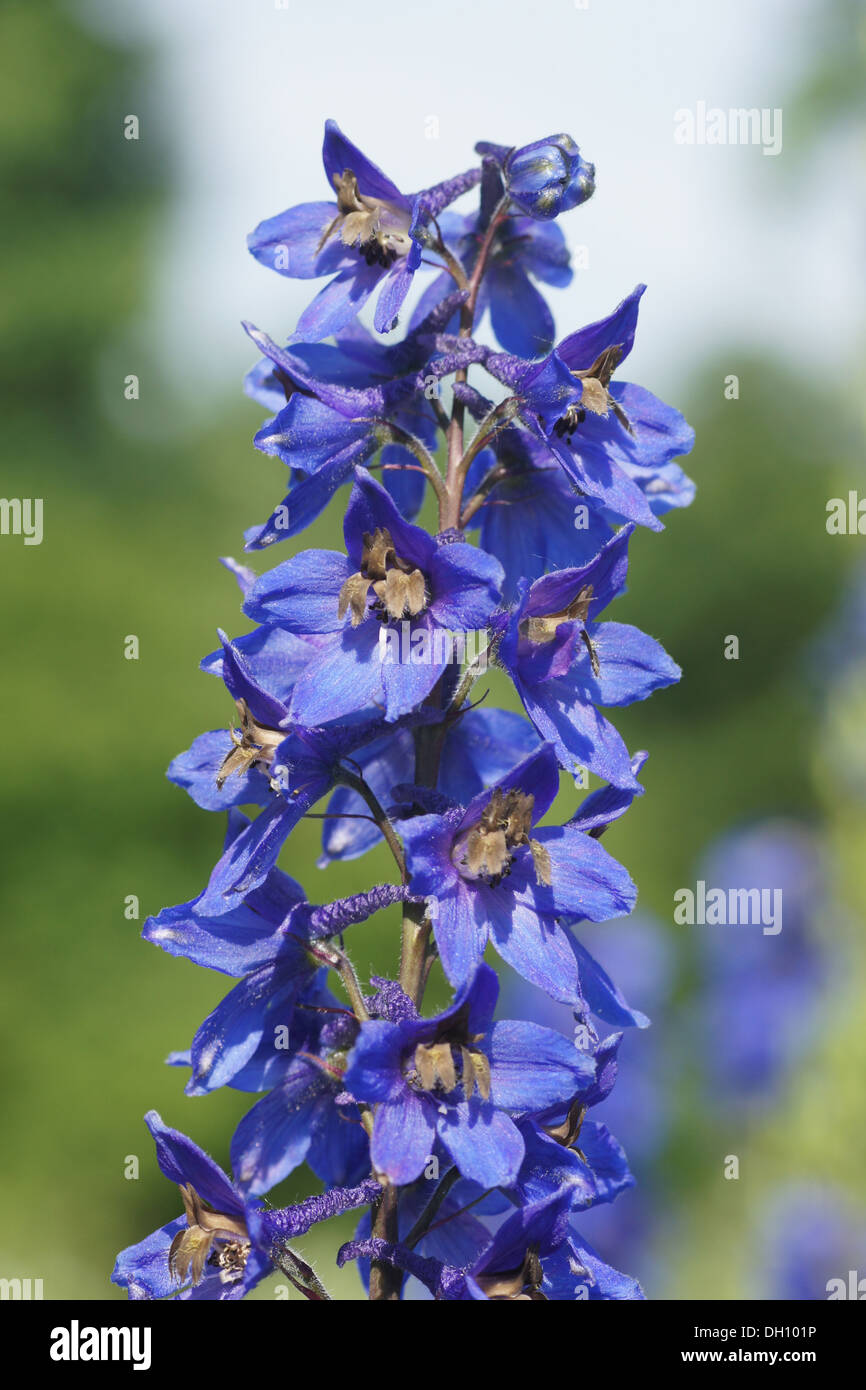 Delphinium delphinium chinois Banque de photographies et d’images à ...