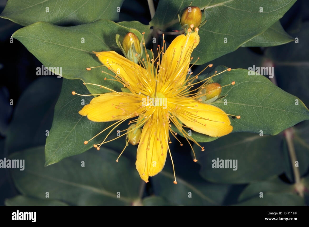Hypericum hypericum grandiflorum Banque de photographies et d’images à ...