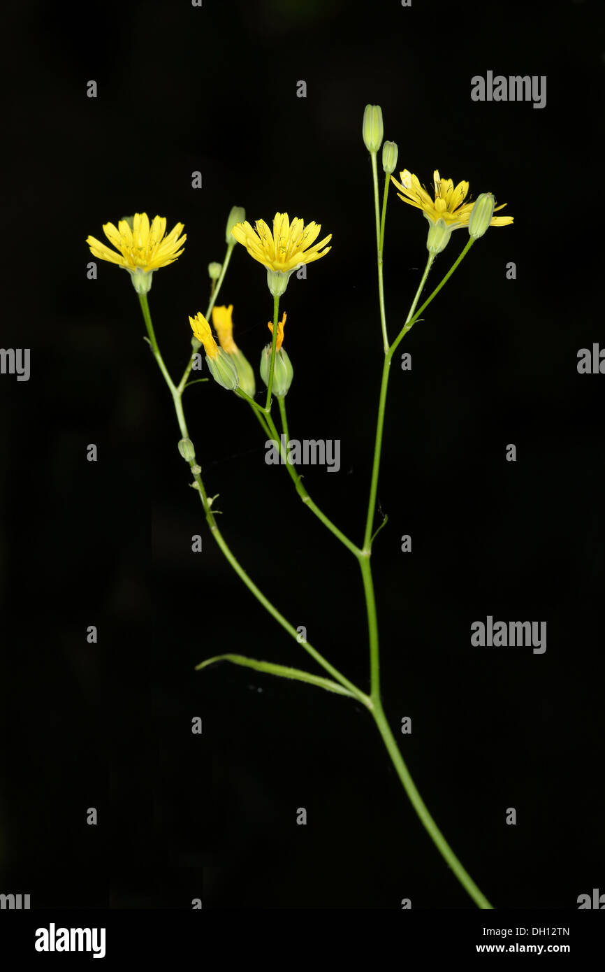 Lapsana communis Banque de photographies et d’images à haute résolution ...