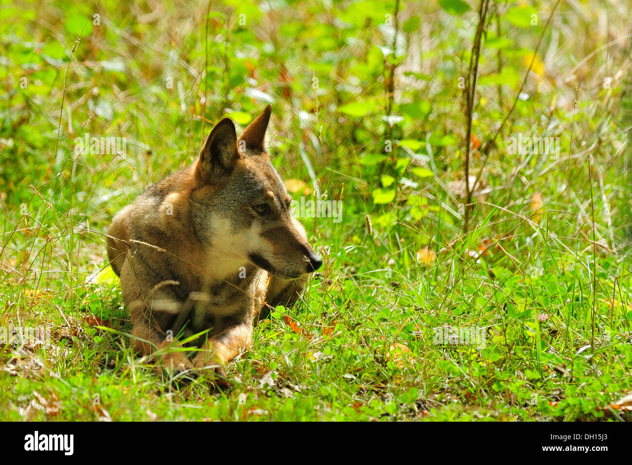 Loup italien canis lupus italicus Banque de photographies et d’images à ...