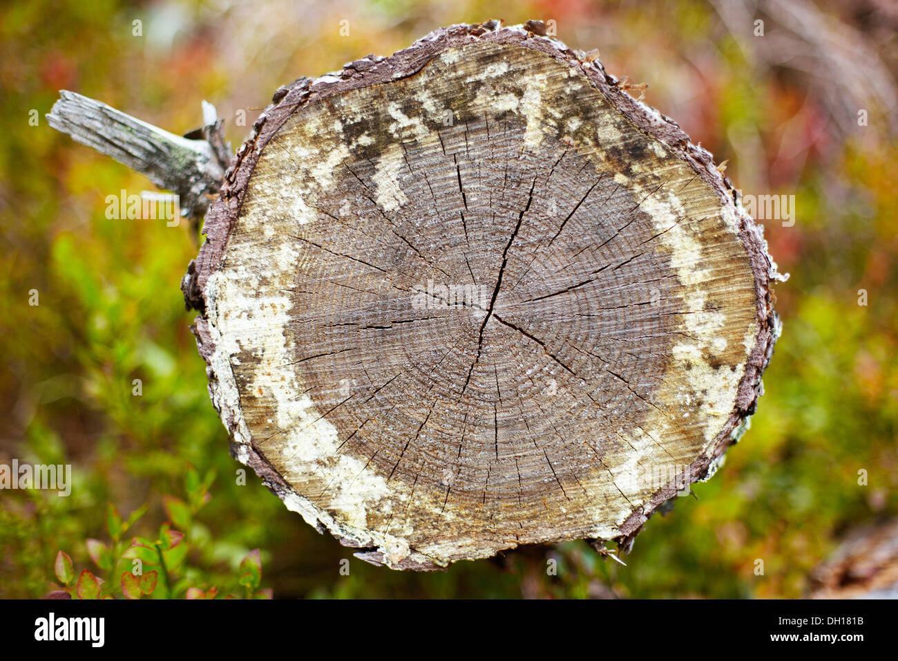 Rotten log Banque de photographies et d’images à haute résolution - Alamy