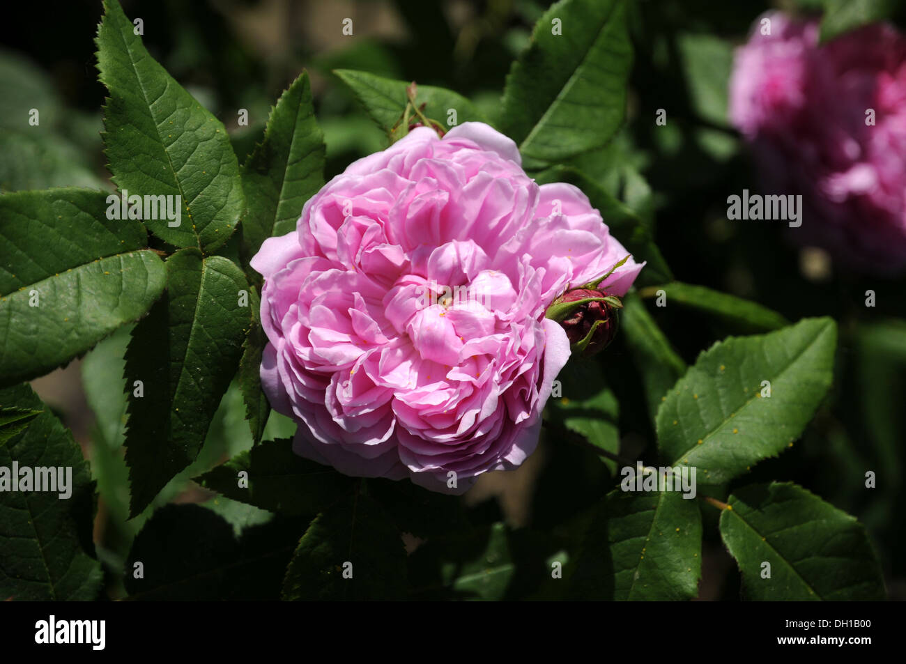 Roses de damas Banque de photographies et d’images à haute résolution ...