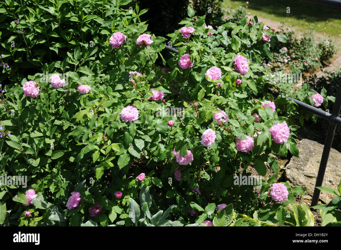Roses de damas Banque de photographies et d’images à haute résolution ...