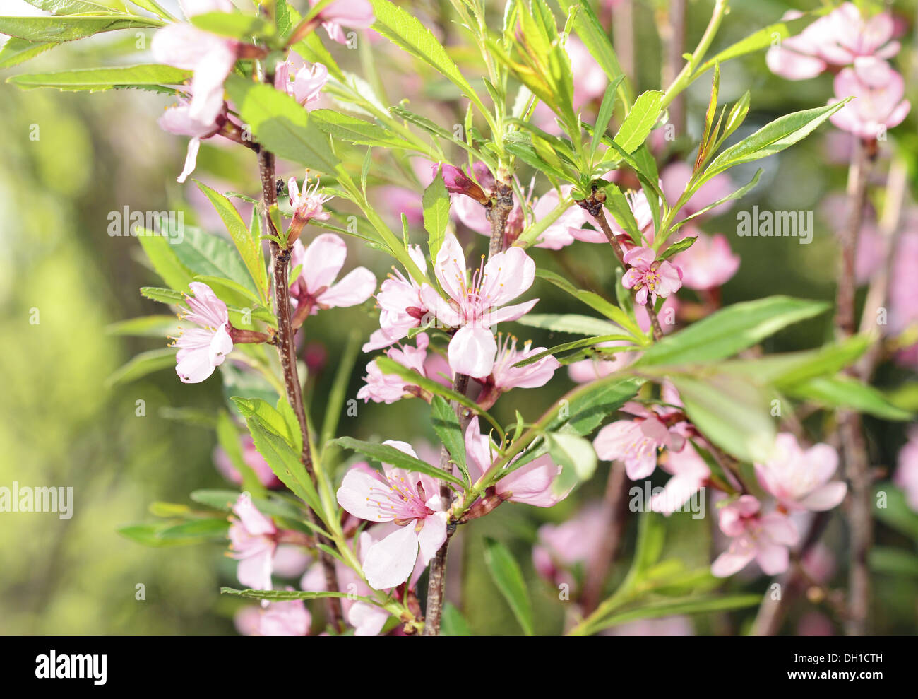 Fleur de cerisier Banque de photographies et d’images à haute ...