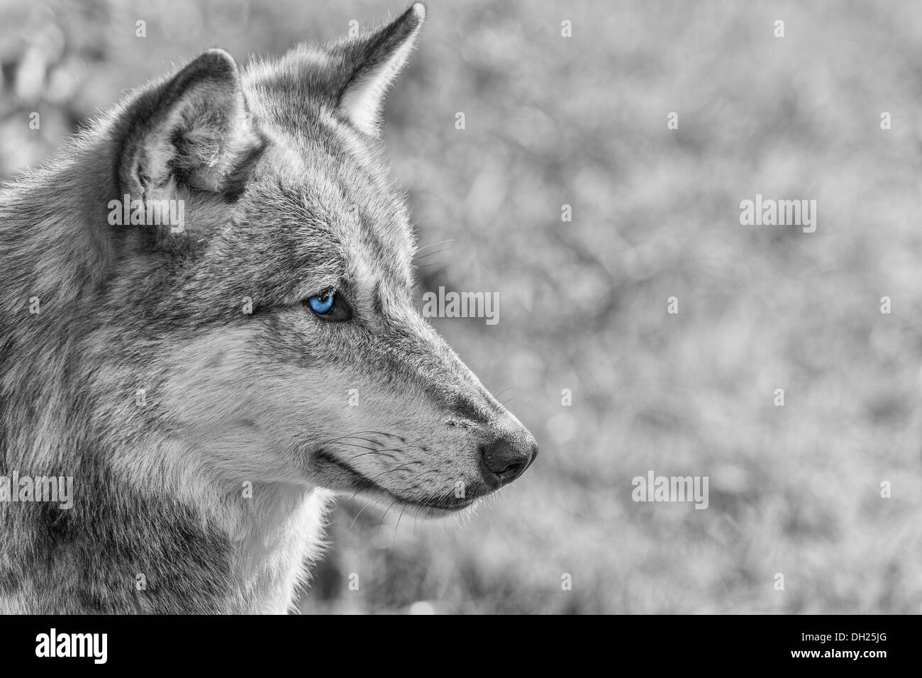 Loup bleu Banque de photographies et d’images à haute résolution - Alamy