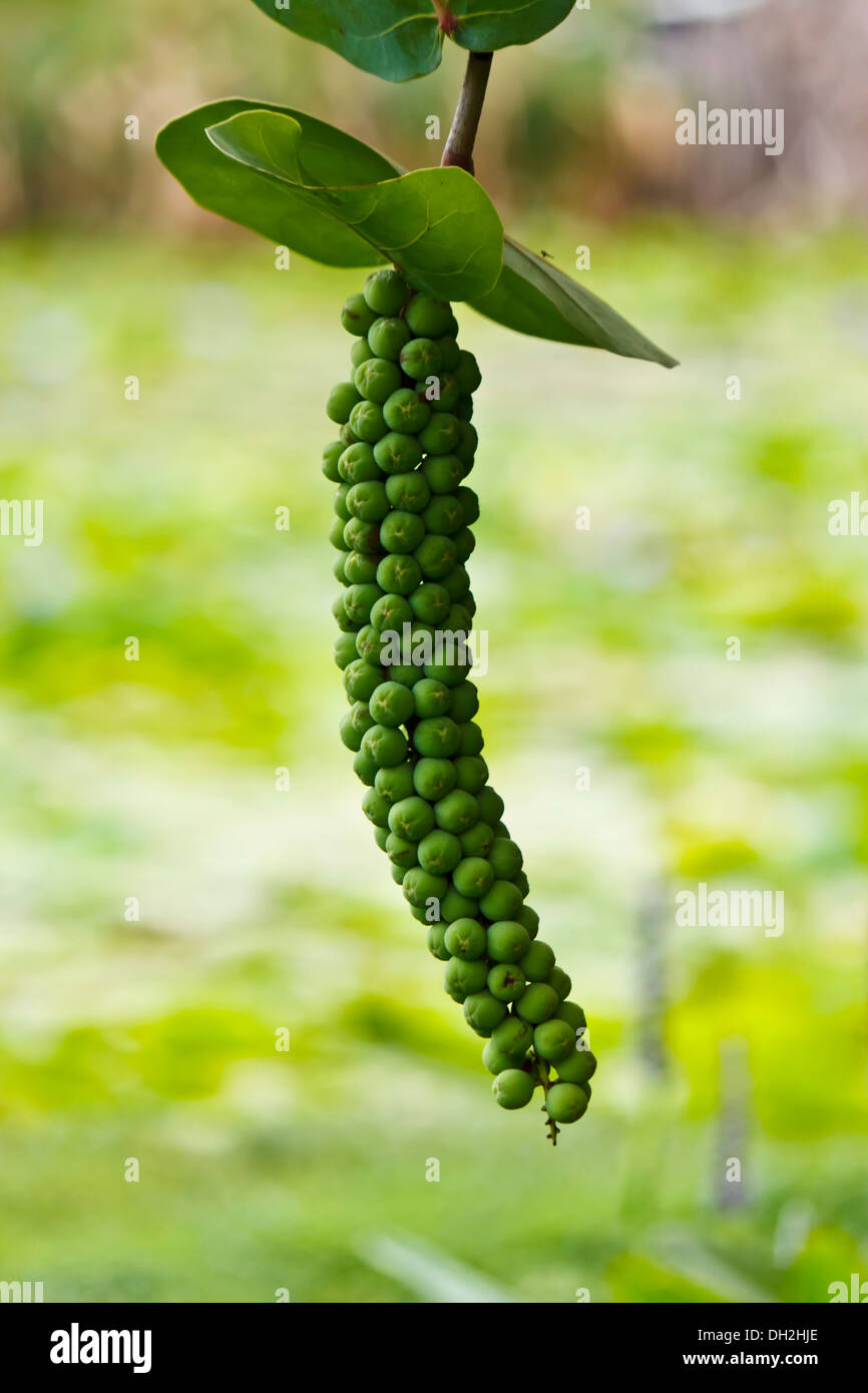 Fruit vert Banque de photographies et d’images à haute résolution - Alamy