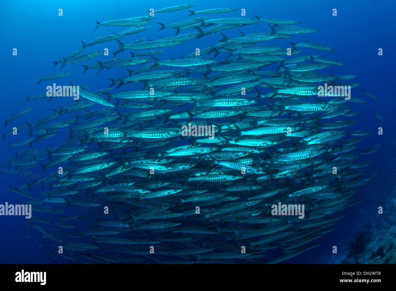 Banc De Barracuda Banque d'image et photos - Alamy