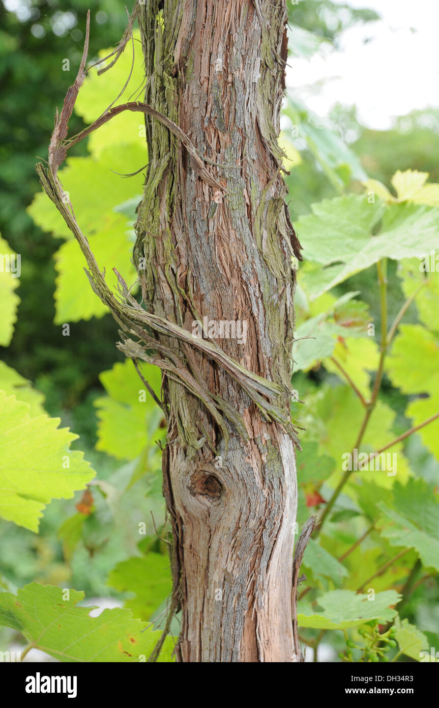 Vine stem Banque de photographies et d’images à haute résolution - Alamy