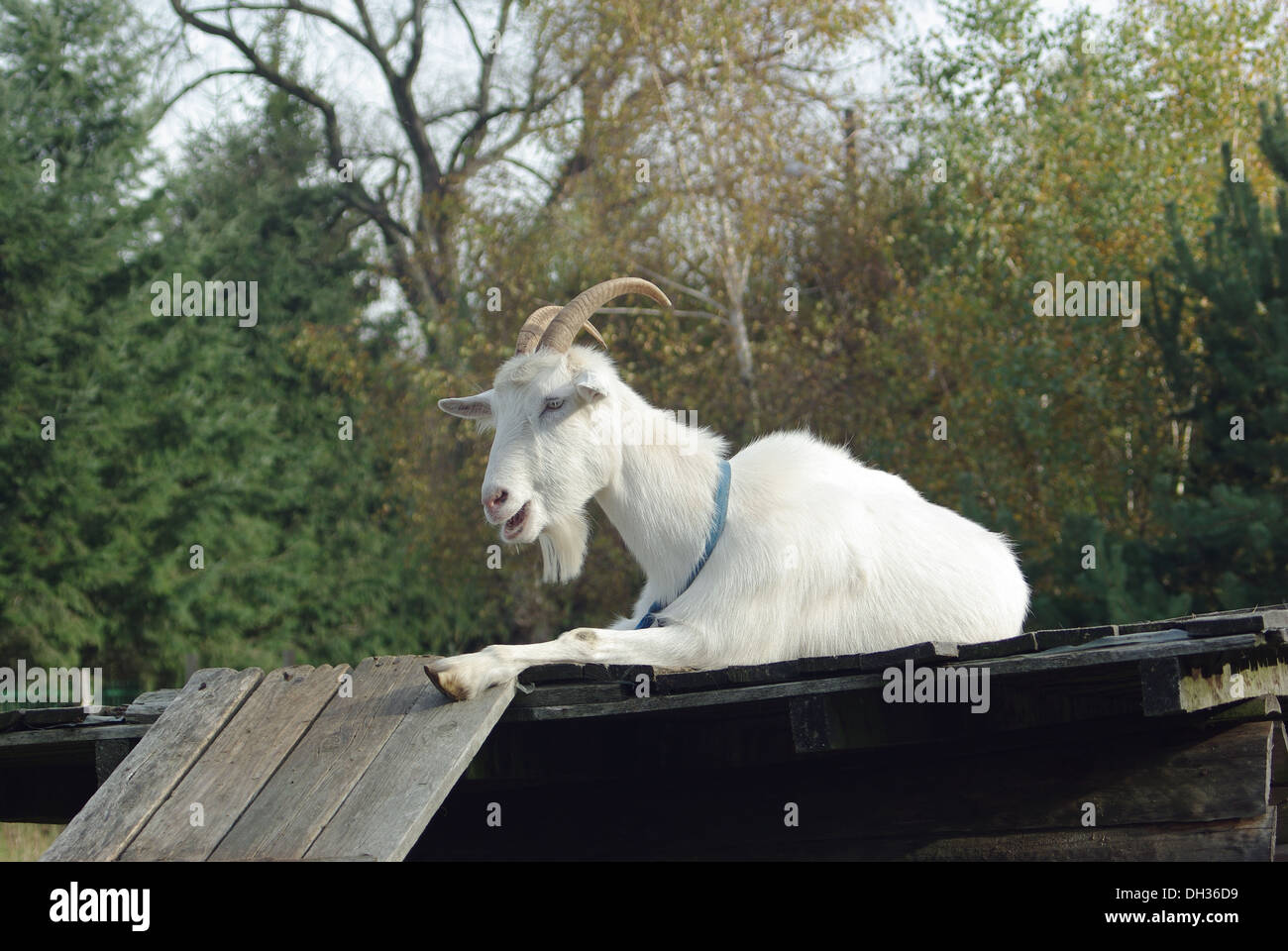Chèvre blanche cornes Banque de photographies et d’images à haute ...