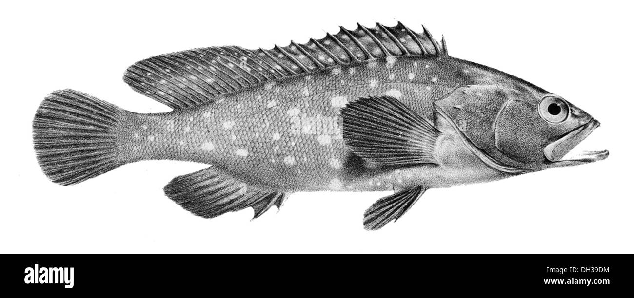 Epinephelus coeruleopunctatus, ou mérou à taches bleues, est un poisson ...