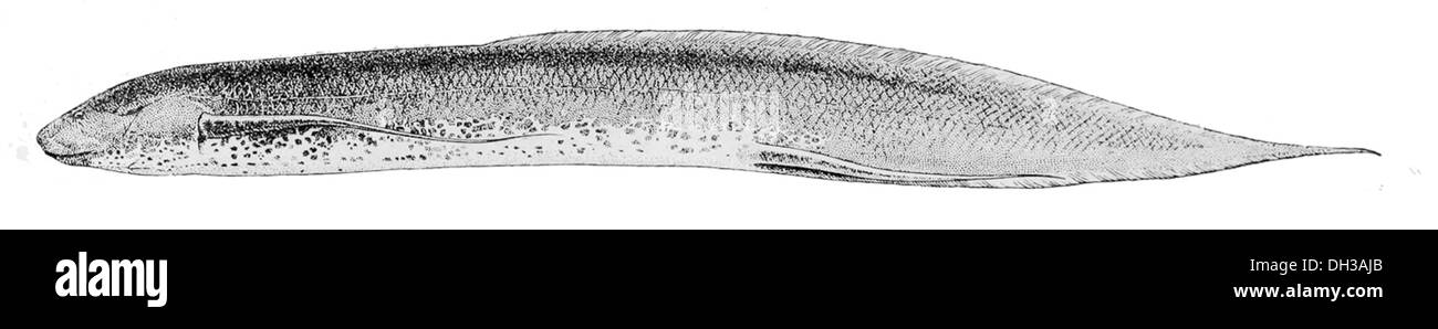 Protopterus aethiopicus, communément appelé poisson-poumon d'Afrique de ...