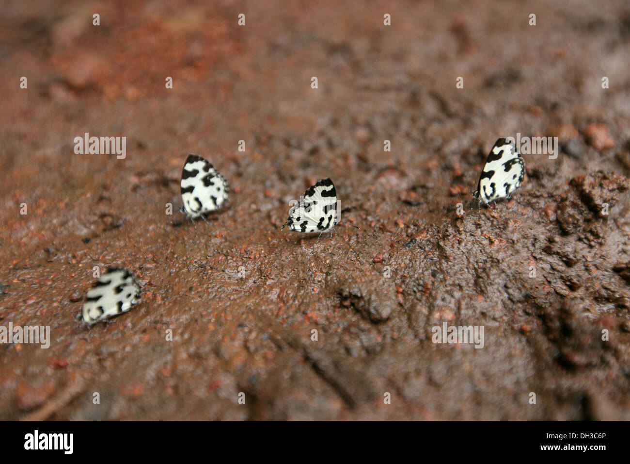 Insectes de boue Banque de photographies et d’images à haute résolution ...