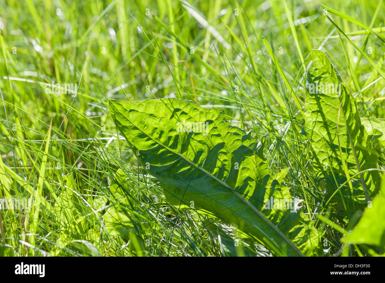 Vert vif Banque de photographies et d’images à haute résolution - Alamy