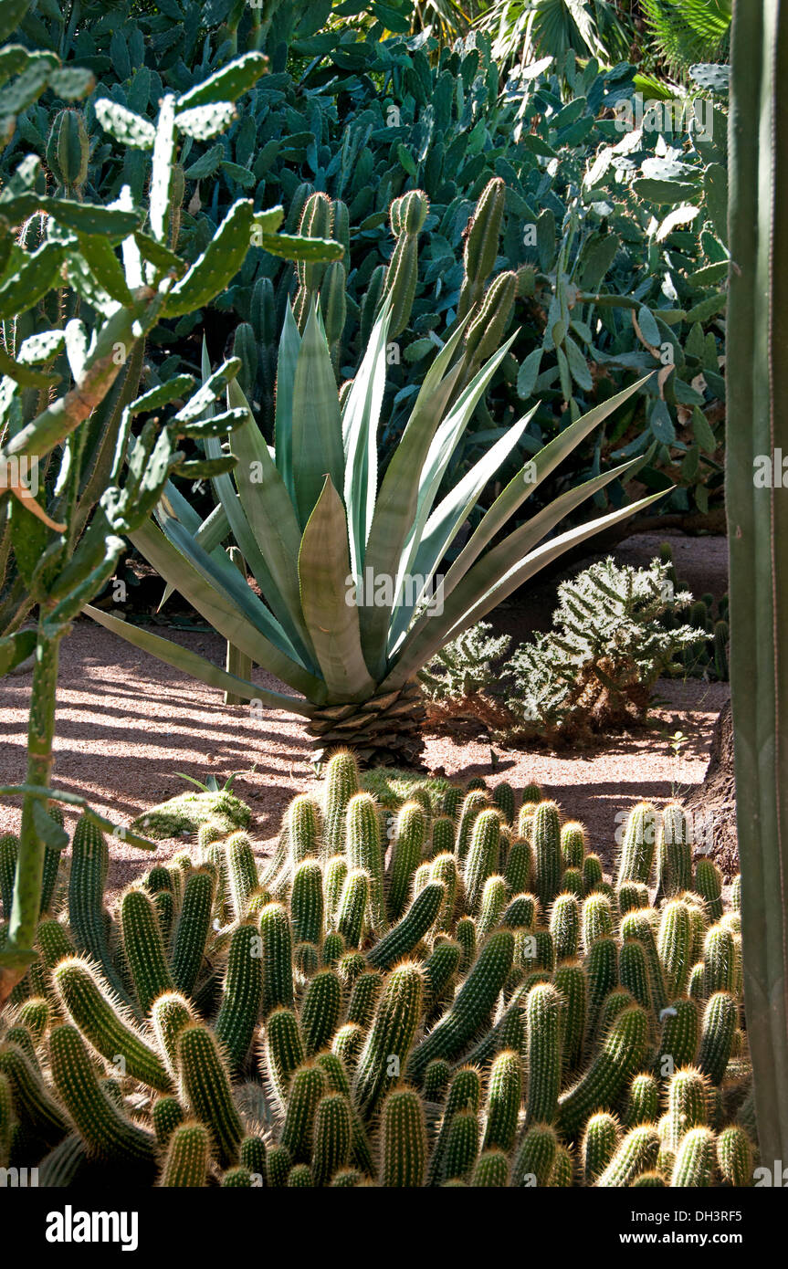 Cactus maroc jardin Banque de photographies et d’images à haute ...