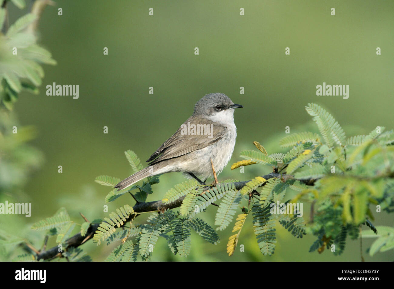 Sylvia curruca curruca Banque de photographies et d’images à haute résolution - Alamy