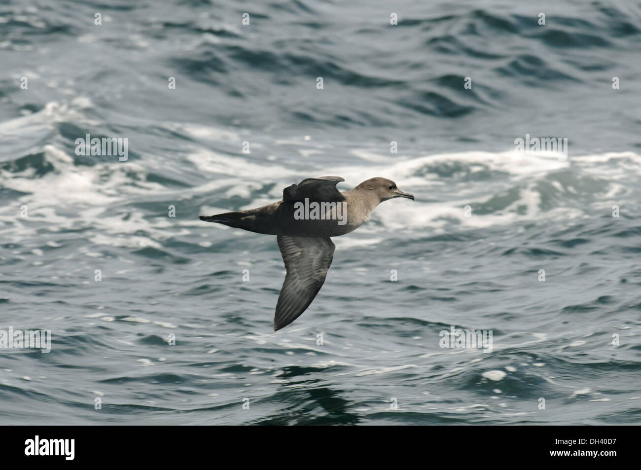 Puffin fuligineux Banque de photographies et d’images à haute ...