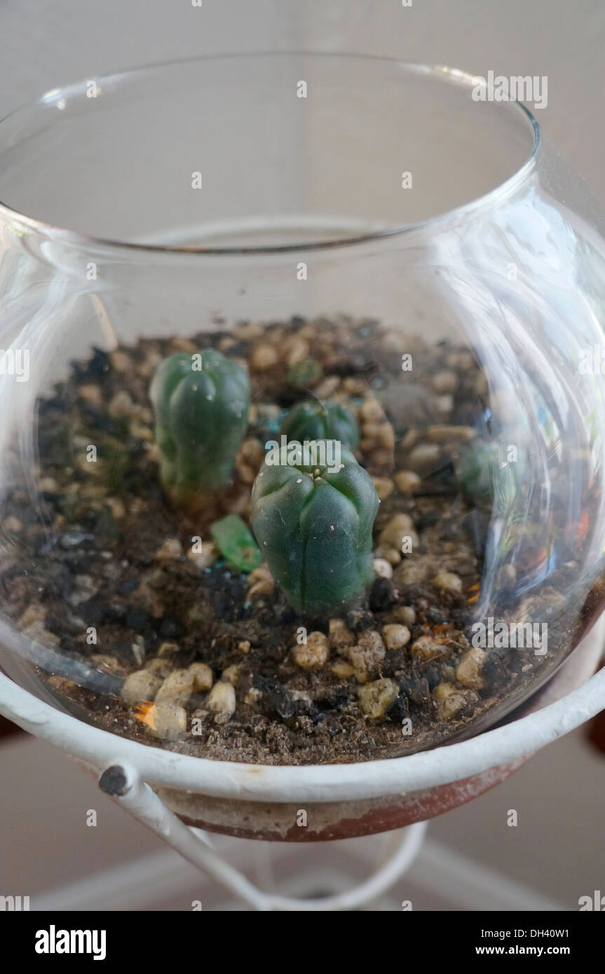 Le peyotl plantes en terrarium (Lophophora williamsii Photo Stock - Alamy