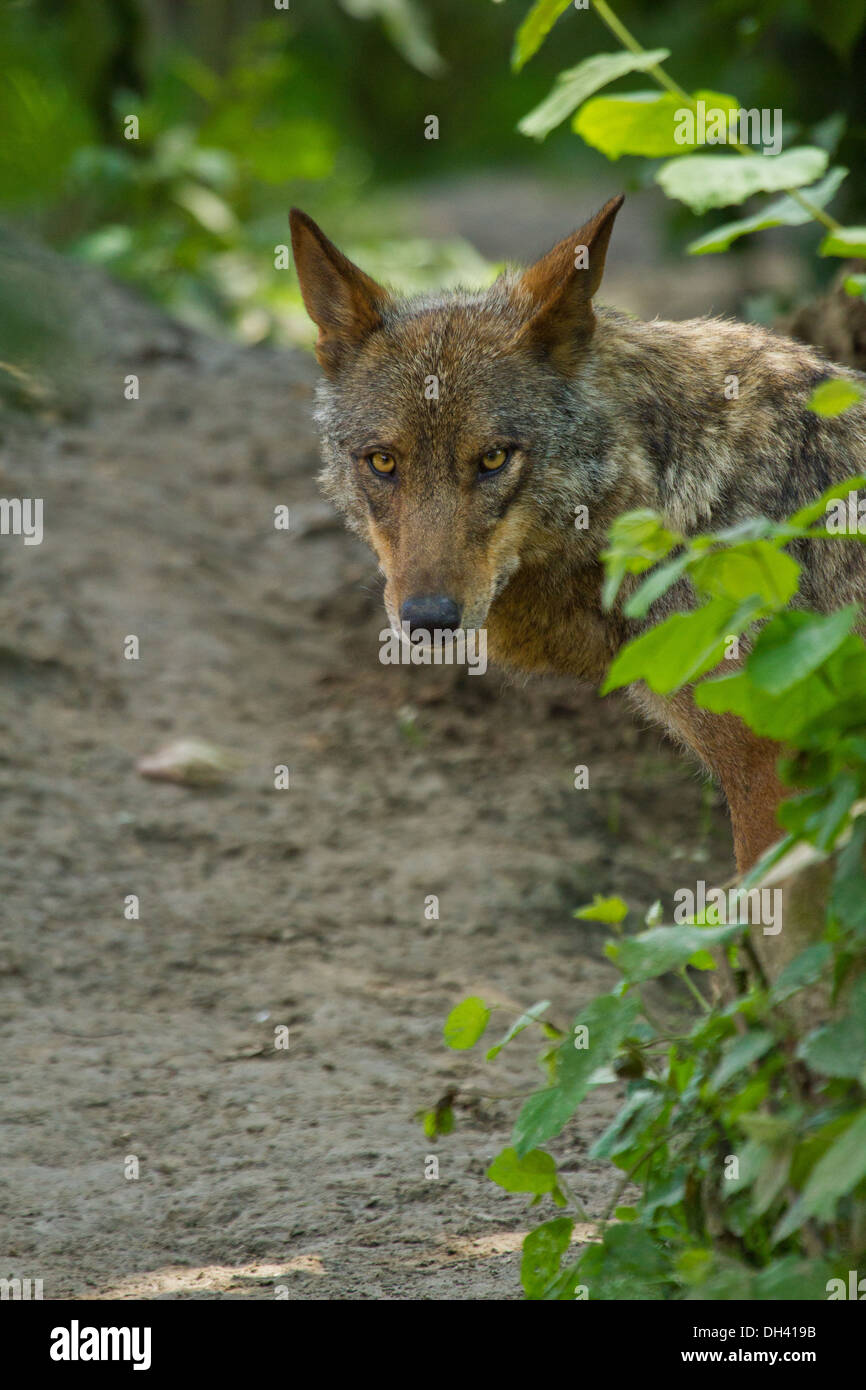 Canis lupus signatus Banque de photographies et d’images à haute ...