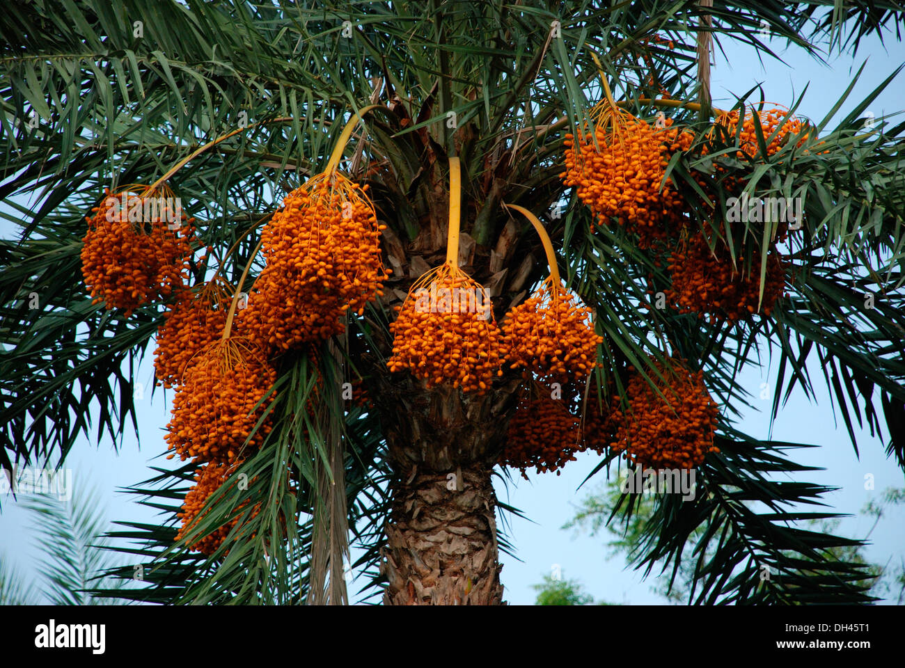 Dattes d'arbres fruitiers Banque de photographies et d’images à haute ...